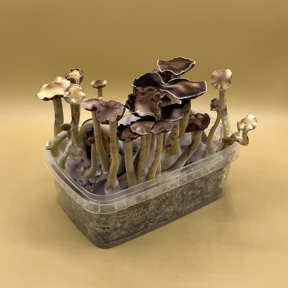 Cambodian Magic Mushroom Grow Kit | Psili Magic Mushroom Grow Kits Canada