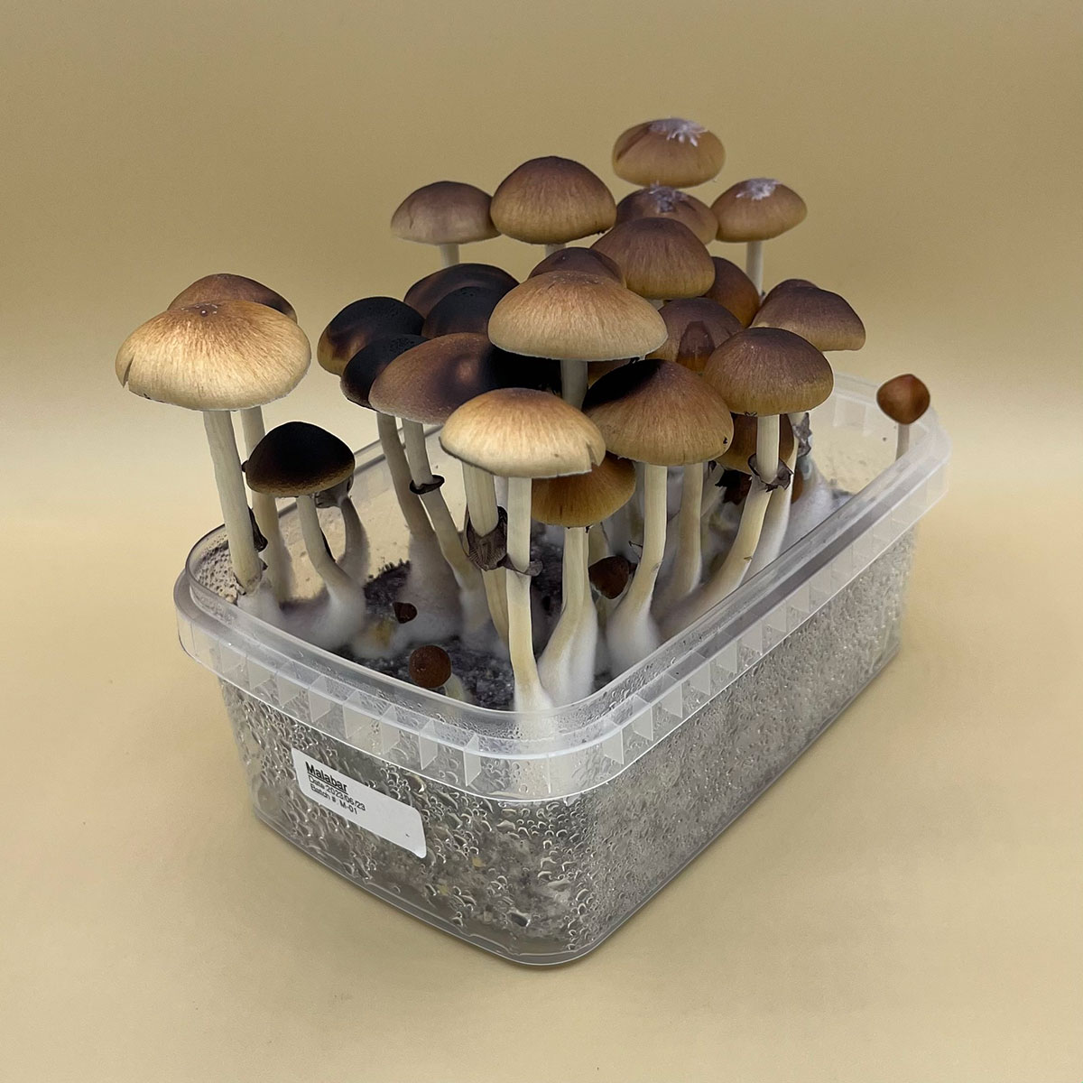 Malabar Magic Mushroom Grow Kit | Psili Magic Mushroom Grow Kits Canada